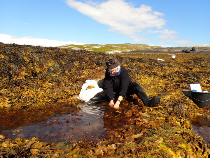 Biodiversity and biomass of the intertidal and shallow subtidal ...