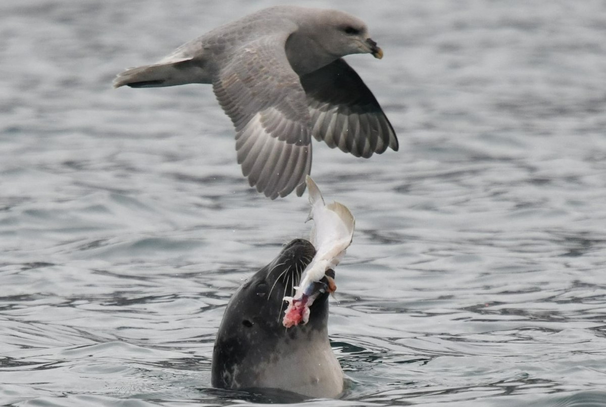 Ecological impacts of climate change on Arctic marine megafauna - FACE ...