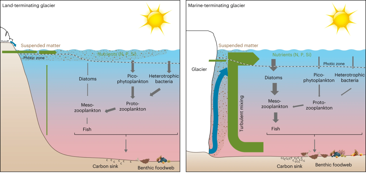 Glacier retreat alters downstream fjord ecosystem structure and ...